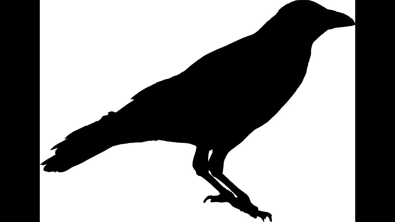 Training Crows Crows Training Me - YouTube