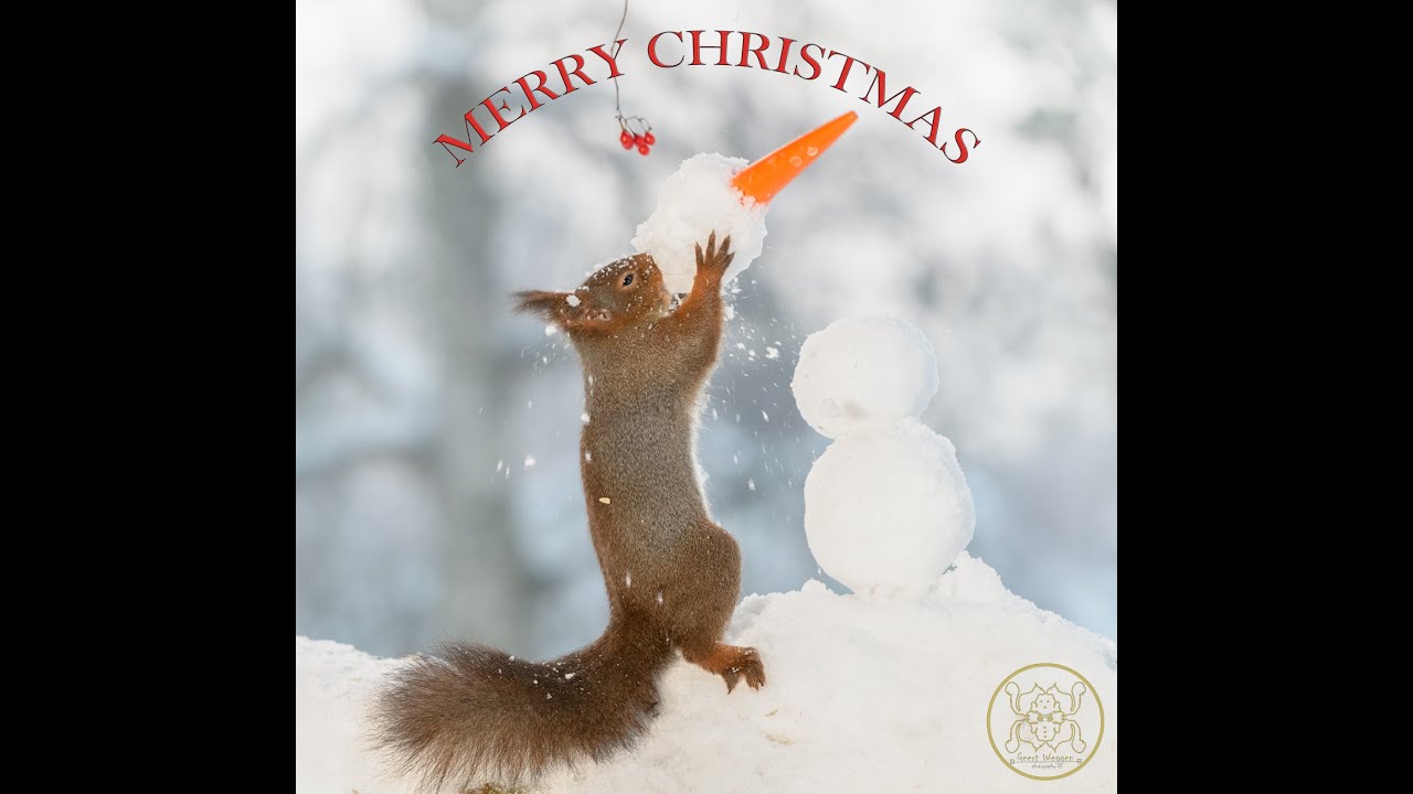 squirrels wish you a Merry Christmas - YouTube