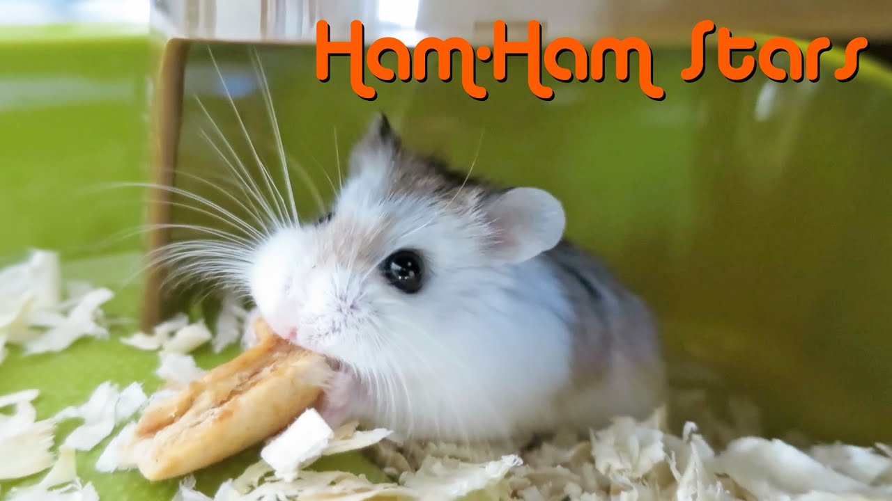 HAMSTER STARS - Meet HAMMY! - YouTube