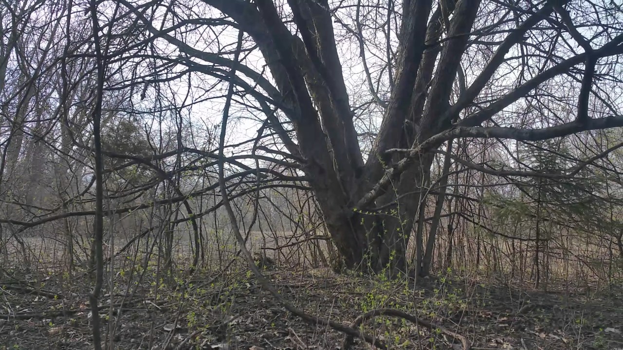 The Shamana~ Bridges of Light The Gift of Your Presence Sacred ...