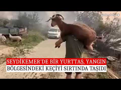 Seydikemer’de bir yurttaş, yangın bölgesindeki keçiyi sırtında taşıdı