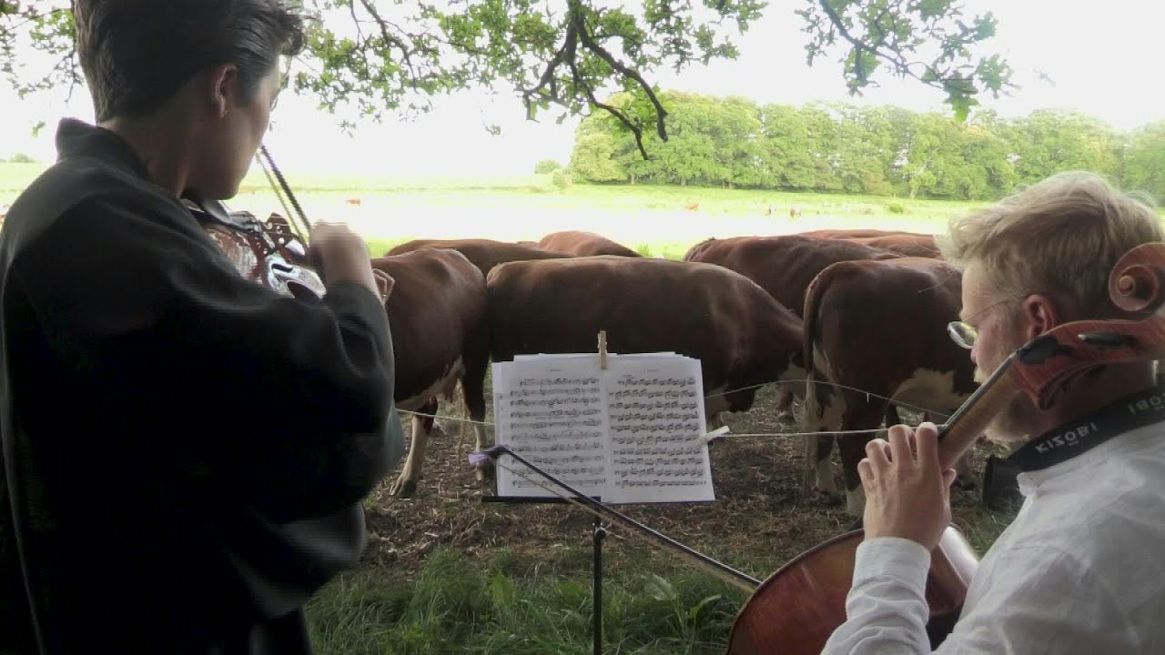 In Denmark, cows get to enjoy the moo-sic | AFP - YouTube