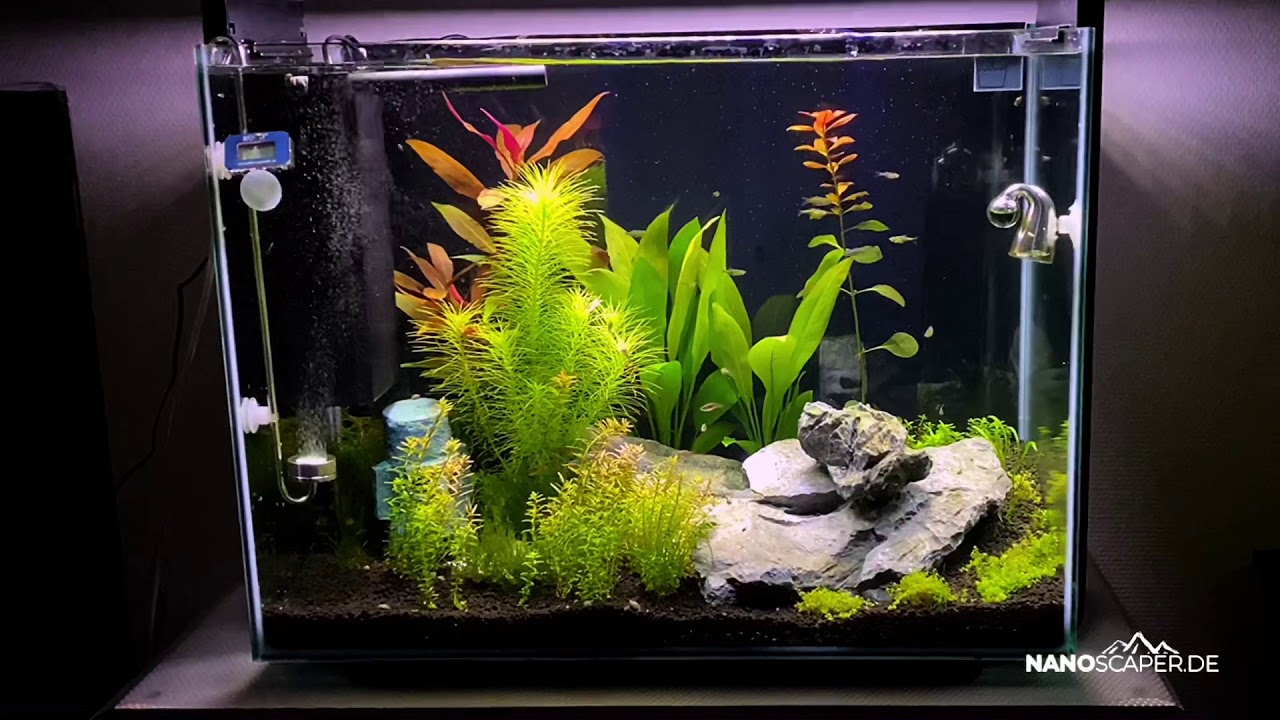 SuperFish 80 Liter Aquarium Microdevario Kubotei Dario Margaritatus ...