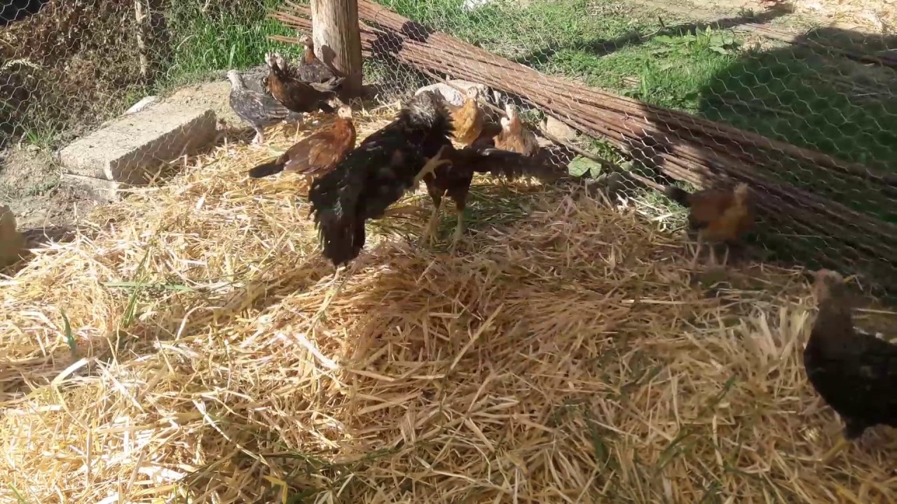 pollitos peleando - YouTube
