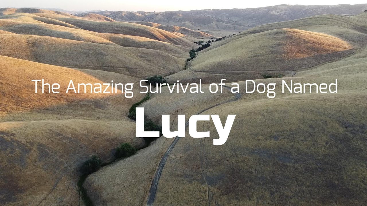 A Dog Named Lucy Survives a Double Fatality Accident - YouTube