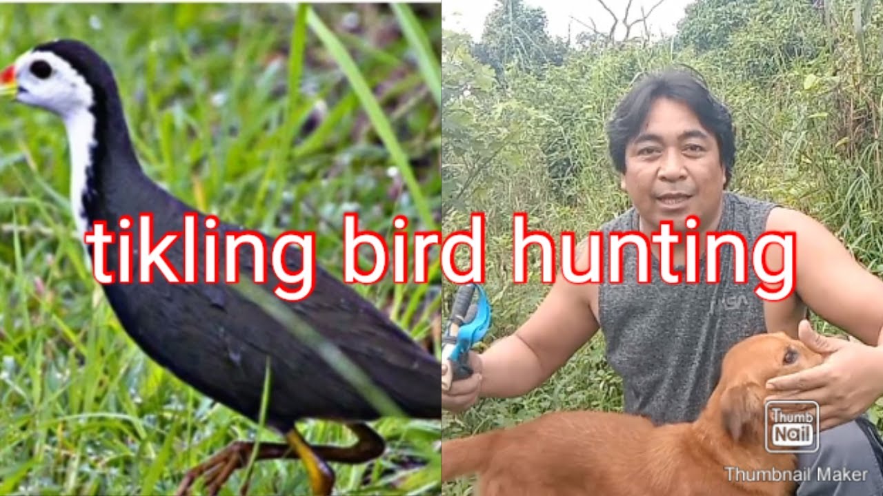 pang nga ngaso tikling bird hunting - YouTube