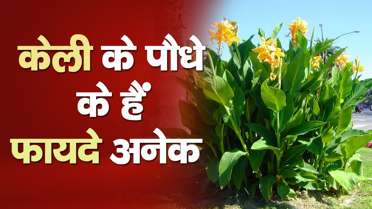केली के पौधे का फायदे हैं अनेक, जानें क्या-क्या हैं? Benefits of Kelly ...