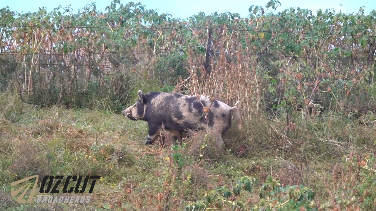 Bowhunting Rutting Boars - 2 Boars In Seconds - YouTube