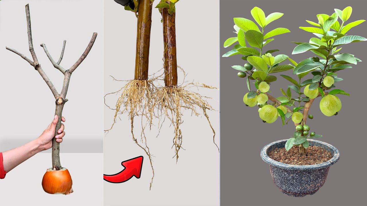 Technique; how to grow guava from branches that grow extremely fast ...