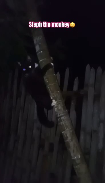 Steph the monkey strike again😆#blackcat - YouTube