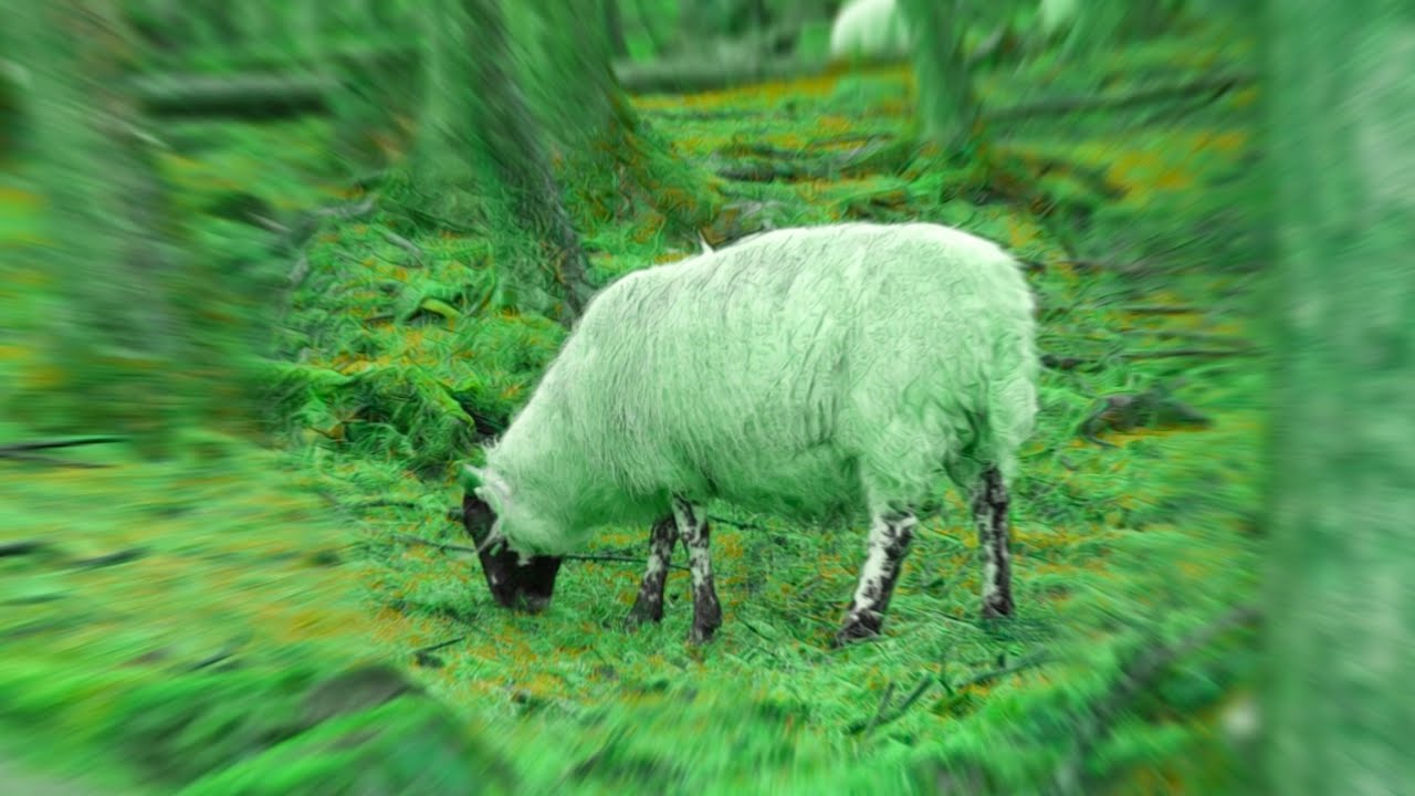 Sheepy sleep sheep | LSD visuals nature (Psychedelic pattern test ...