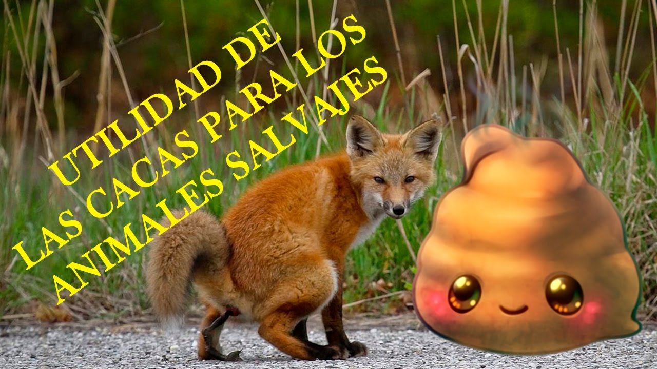 Para que sirven las cacas de los animales salvajes. SW RESPONDE 2 - YouTube