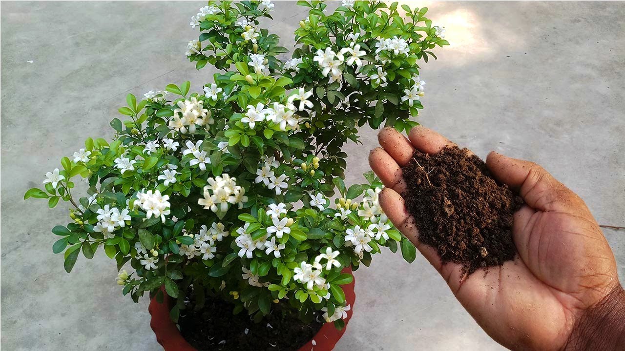 কামিনী গাছে প্রচুর ফুল পেতে শুরু থেকে যে ভাবে পরিচর্যা করবেন! | Kamini ...