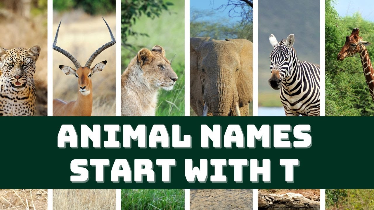 Animals Starting with T - Learn Animal Words That Start With Letters T ...