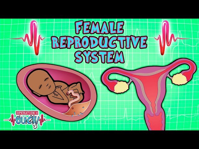 Female Anatomy Diagram For Kids