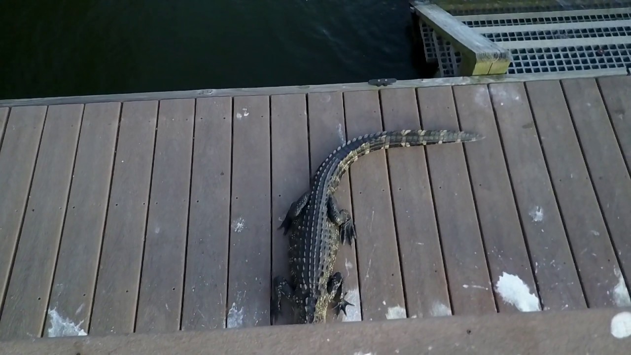 Gator on the Poop Deck - YouTube