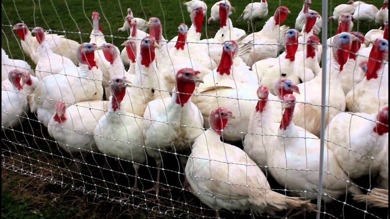 Turkey Farm! - YouTube