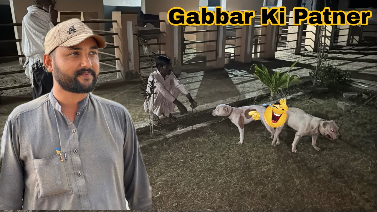 Gabbar Badmash Ki Dulhan Aa Gayi! ️ Pitbull Couple ki First Meeting ...