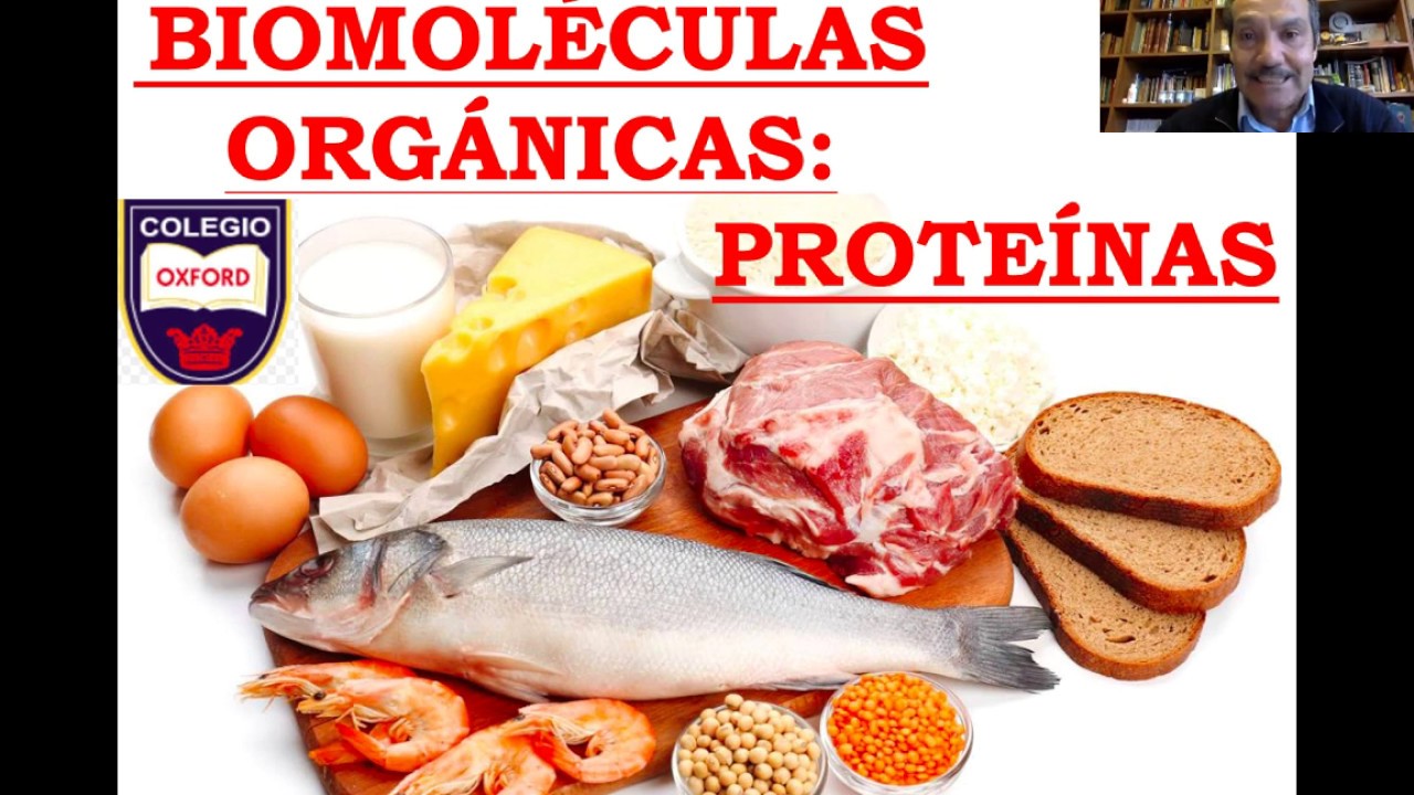 BiologÍa Biomoléculas Orgánicas Proteínas Youtube