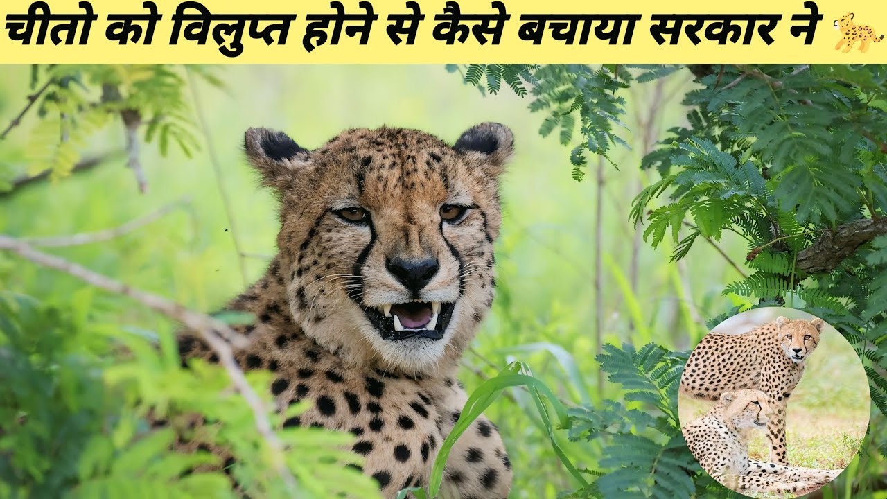 Animals Facts In Hindi animals-facts-in-hindi