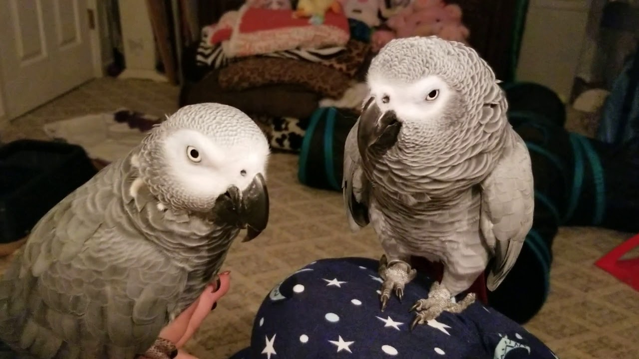 💖 SWEET DREAMS FROM THE SHARYN ZOO 💖 - YouTube
