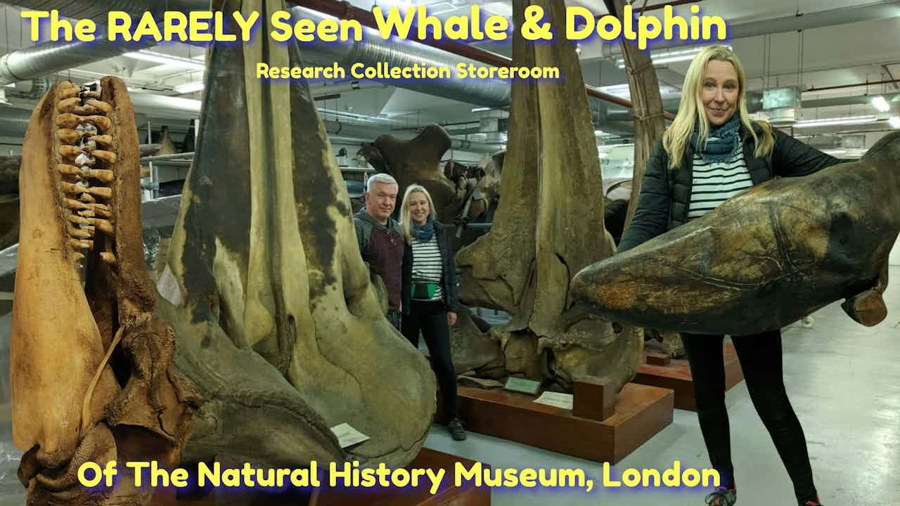 The Secret Underground Museum Storeroom - Home of The Ancient Whale ...