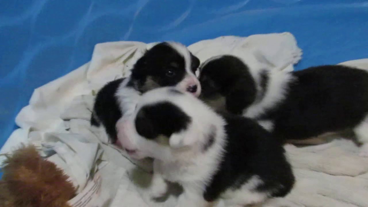 Corgi pupppies- 3 weeks old - YouTube