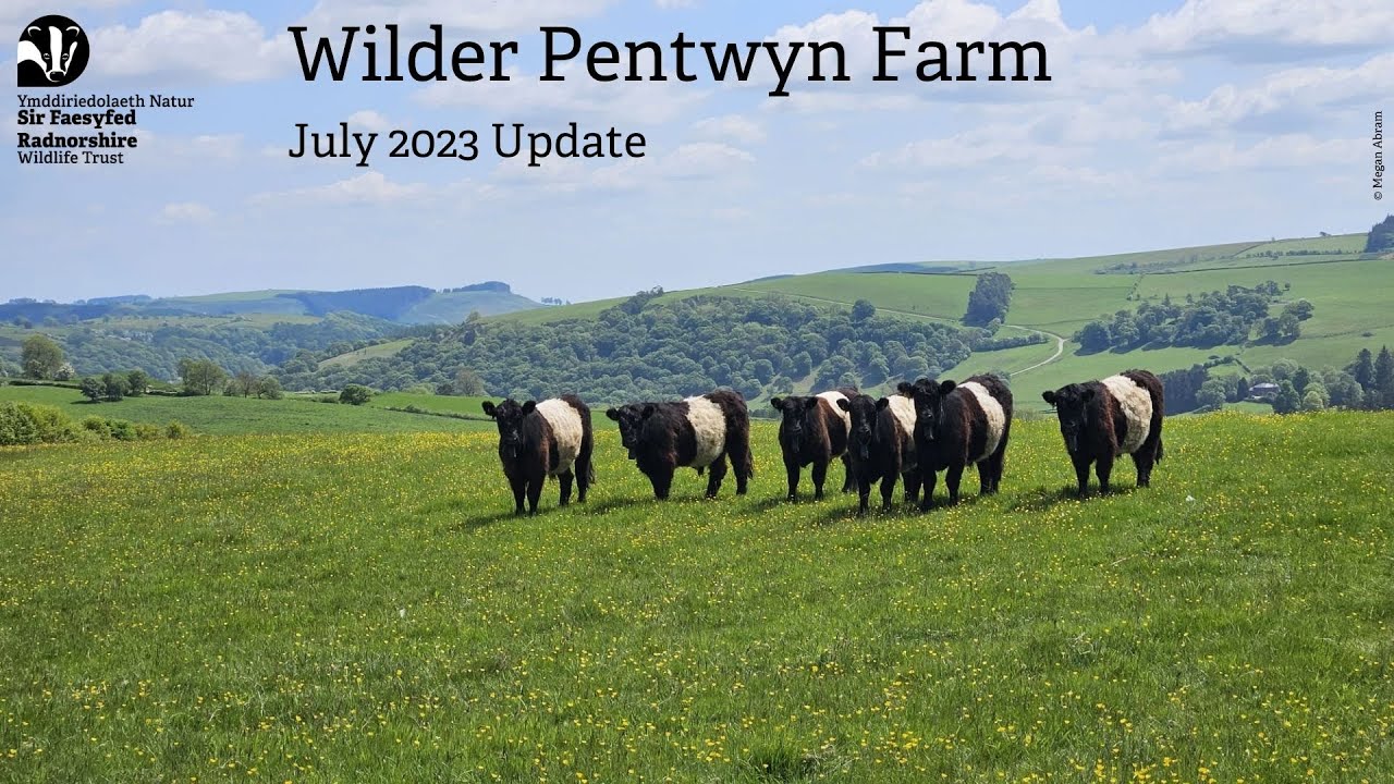 Wilder Pentwyn Farm - July Update - YouTube