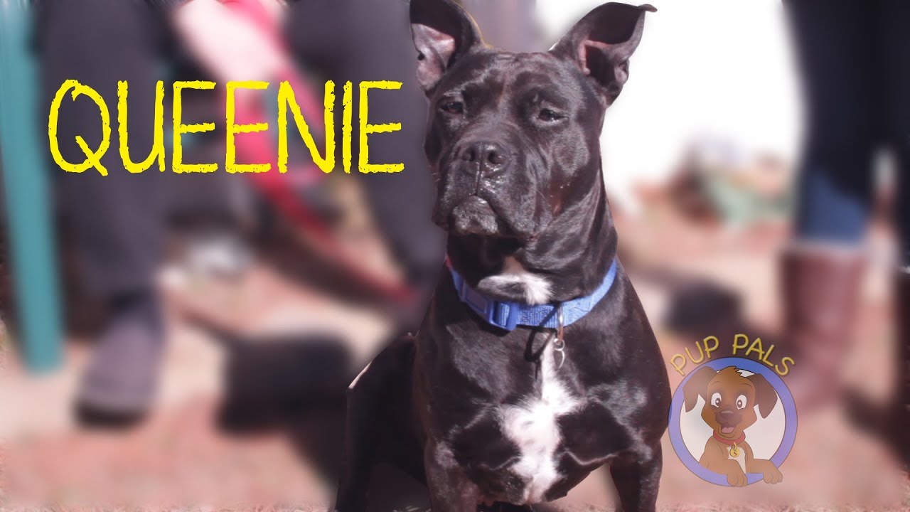 Our Pup Pal Queenie! - YouTube