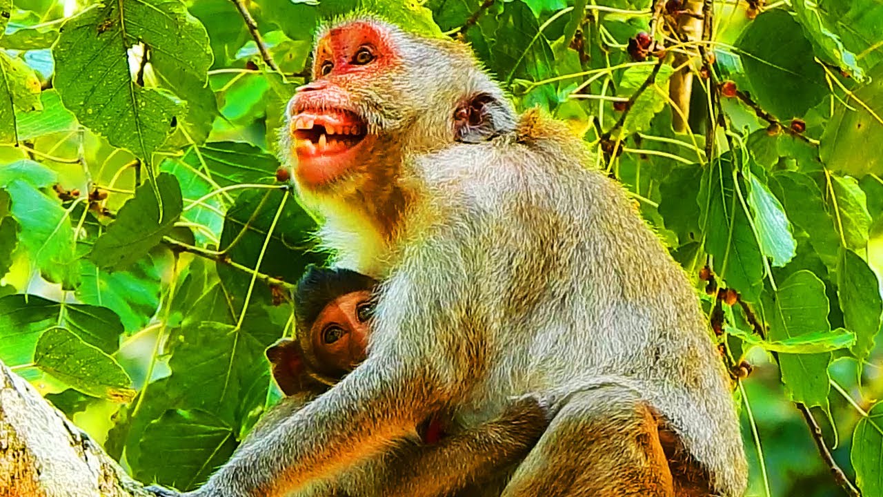 O.M.G..! JANE MONKEY IS AFRAID OF MALE MONKEY HUGGING MY JONNA TO GIVE ...