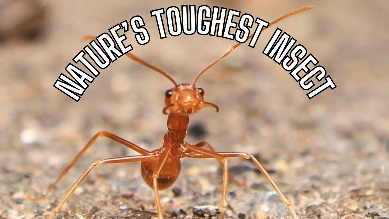 Battle of Army Ants in the Rainforest - YouTube