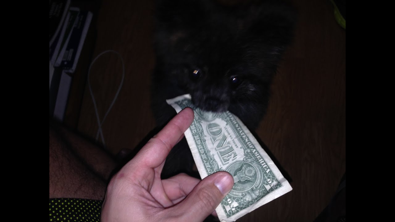 CORRUPT DOG - CACHORRO CORRUPTO - YouTube