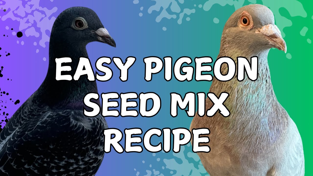 Whip Up A Delicious Pigeon Seed Mix With This Easy Recipe! - YouTube