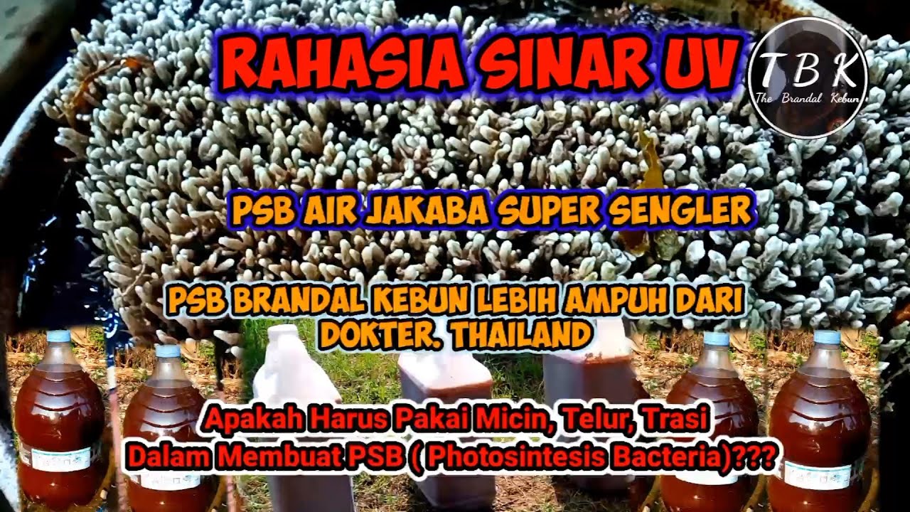 LUAR BIASA !!! PSB Photosinstesis Bacteria AIR JAKABA SUPER TIADA LAWAN ...