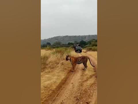 Tiger vs Python - Rare Scene in Ranthambore National Park - YouTube