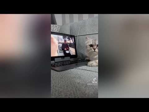 Kafa sallayan kedi 😂😂😂 Tatlı kedi 😂😂 ❤️