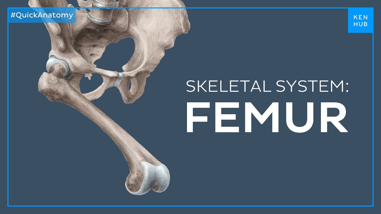 Body of the femur - Quick Anatomy | Kenhub - YouTube