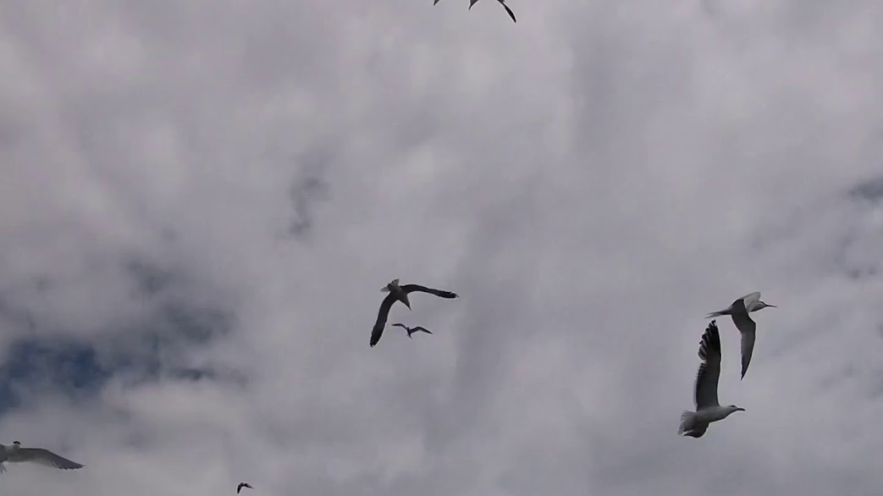 Mega pod of common dolphin - YouTube