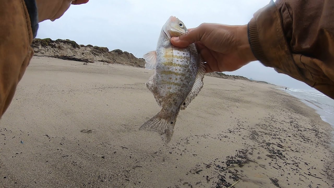 Barred Surf Perch fishing in a atmospheric storm in Ventura ca - YouTube