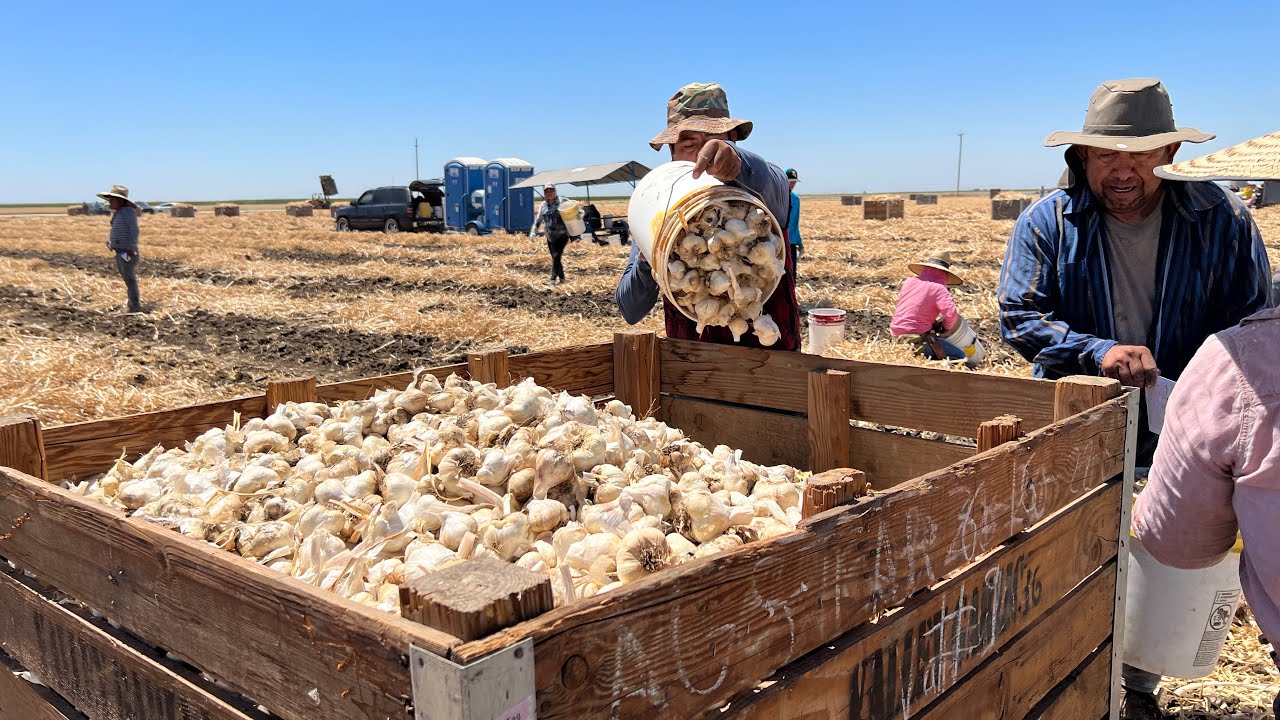 Cosechando 🧄 ajo por contrato 💵en California usa 🇺🇸 - YouTube