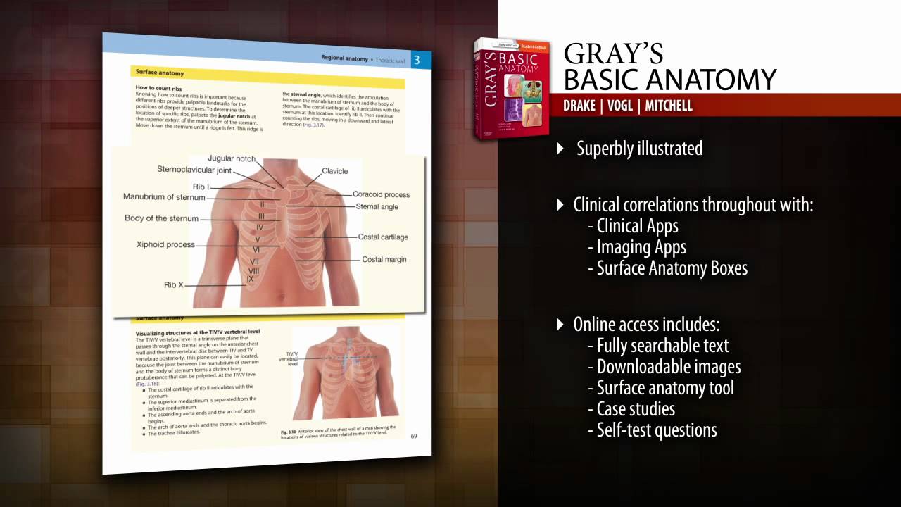 Gray's Basic Anatomy - YouTube