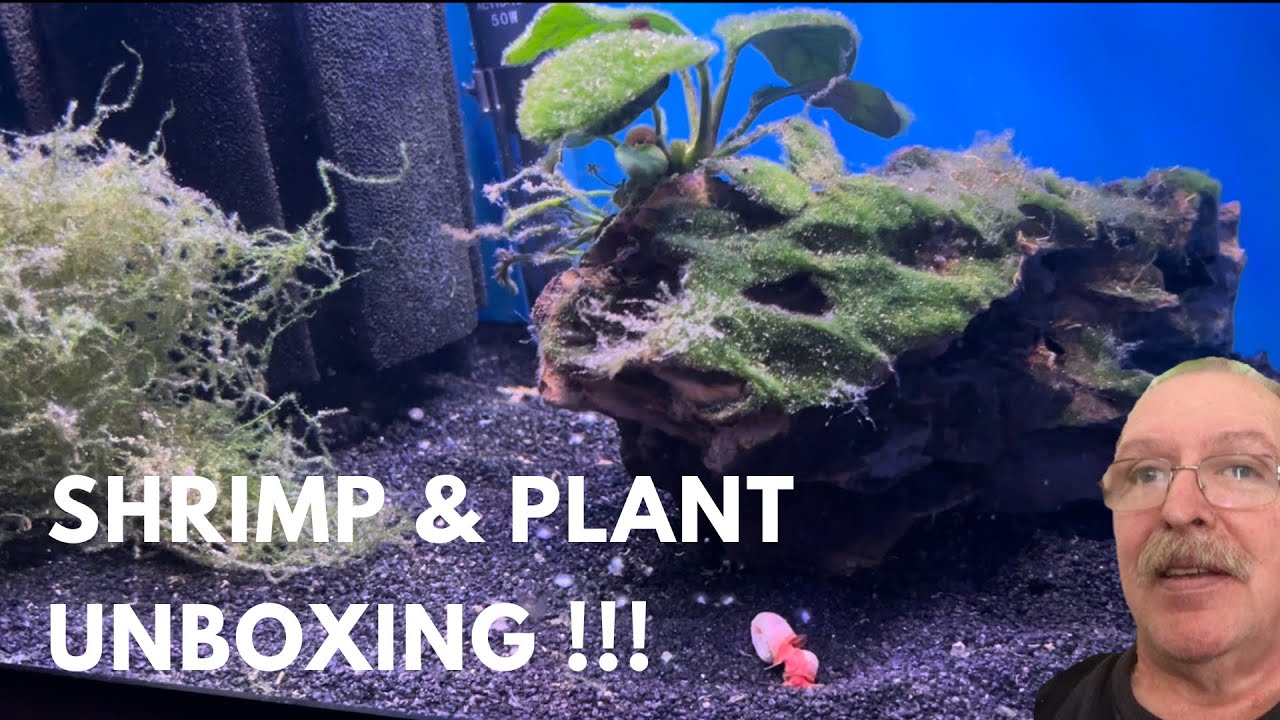 Live shrimp and plant unboxing, from mark Shelly aquatics🙂👍🏻 - YouTube