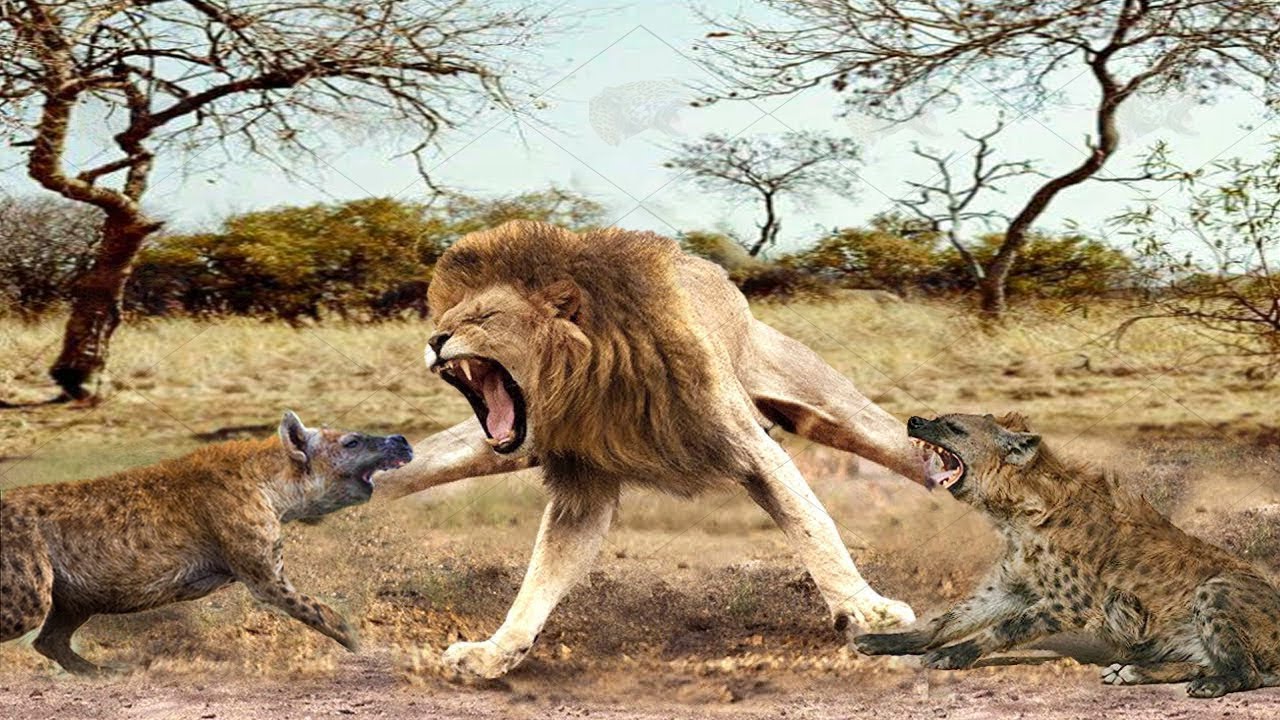 Weakly Wounded Male Lion Tries To Fend Off The Attack On The Hyena ...