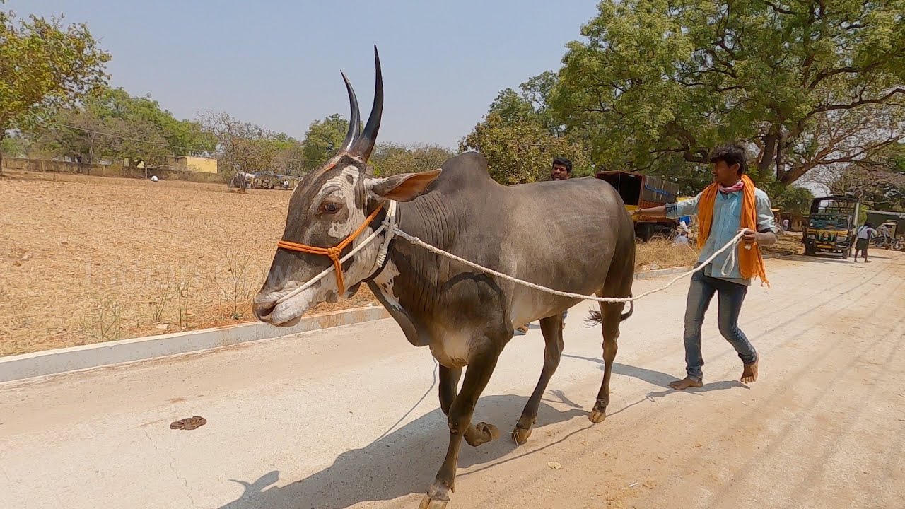Hallikar stud bull of Negilakoppalu - YouTube