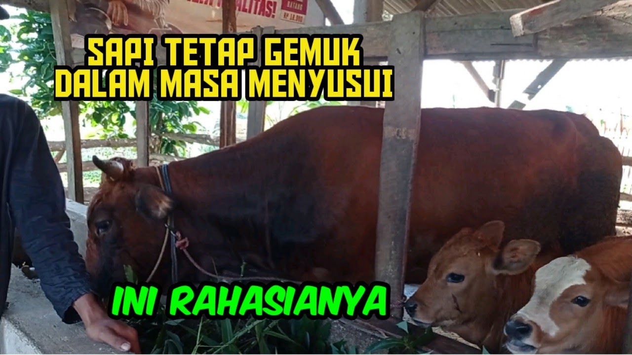 RAHASIA SAPI TETAP GEMUK WALAU MENYUSUI 2 ANAKAN - YouTube