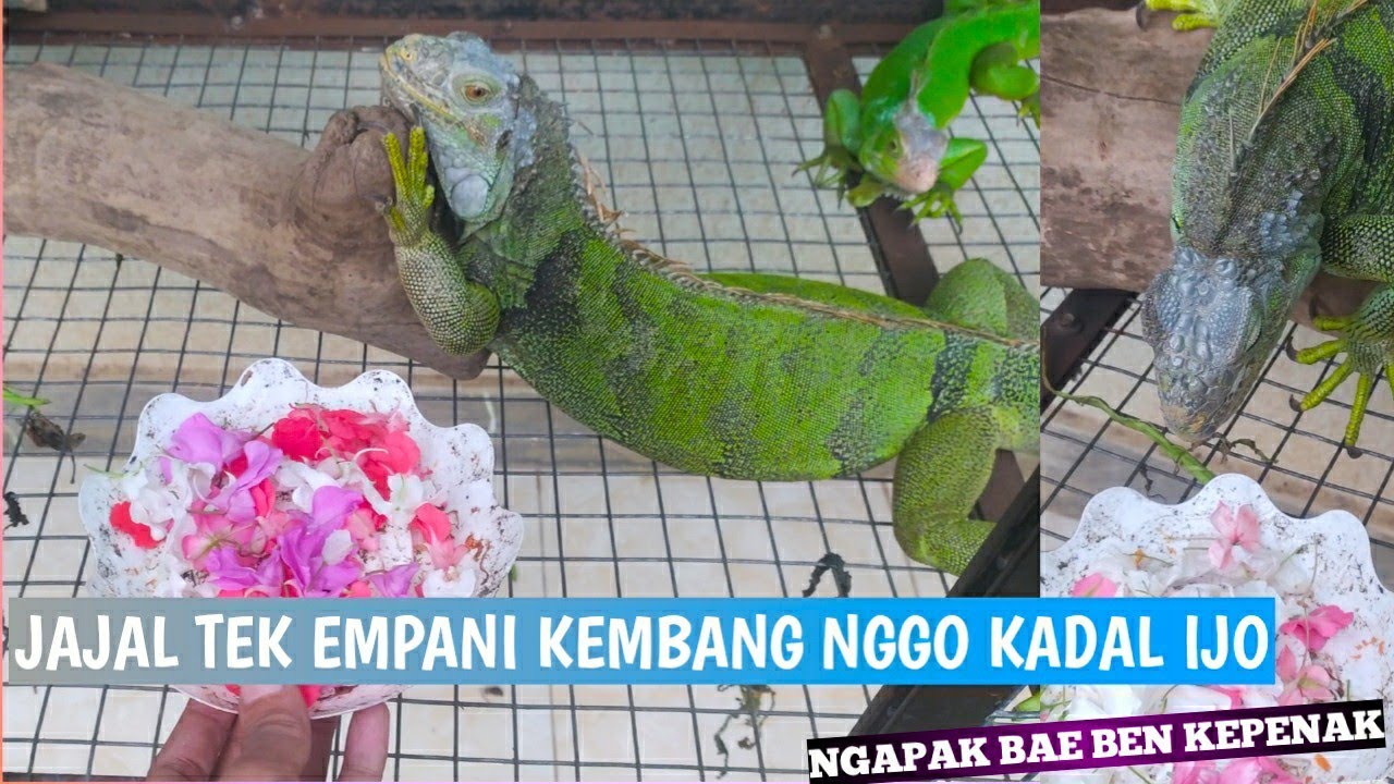 KADAL IJO DIKASIH MAKAN BUNGA , (BHS NGAPAK) - YouTube