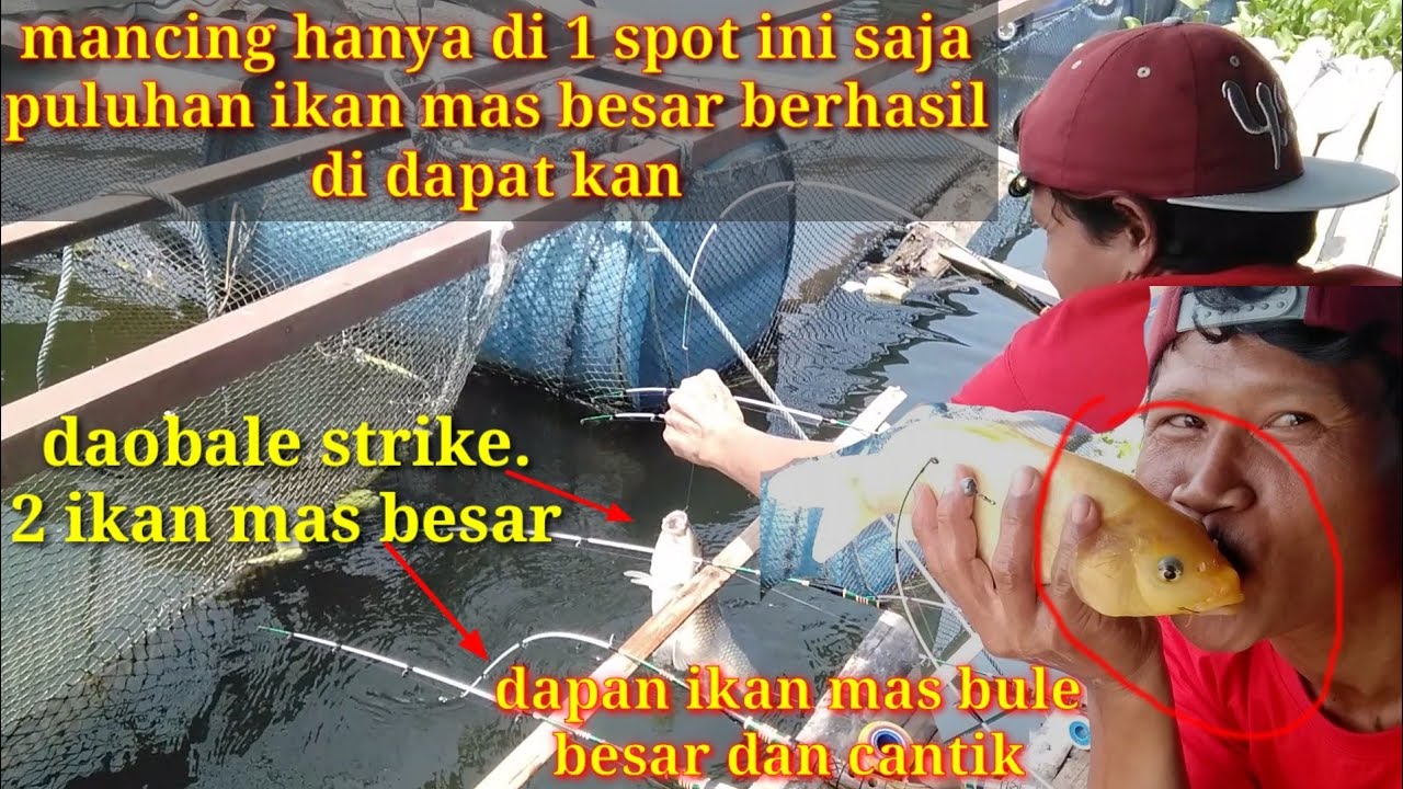 FISHING get dozens of goldfish baboon//mancing nya dapat puluhan babon ...