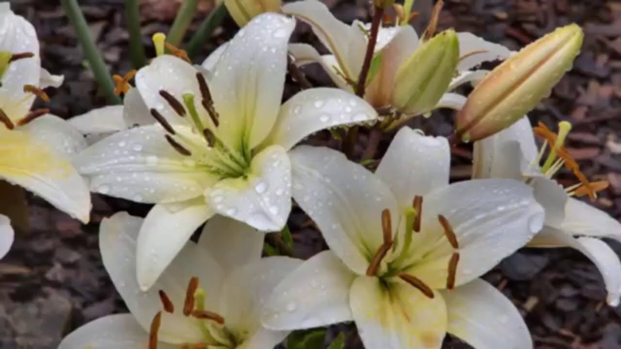 Lill Madonna tal Gilju - alias : Serenata lil Madonna - YouTube