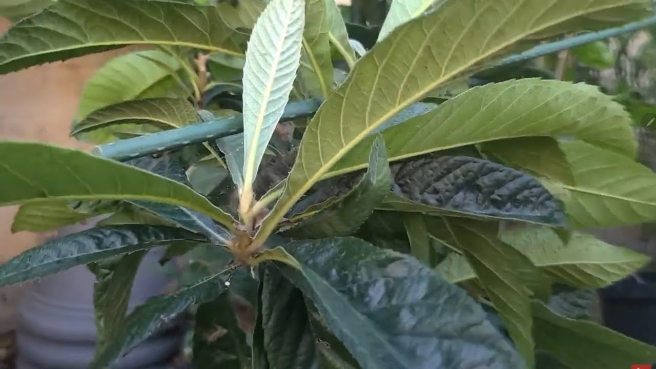 Growing Loquat Fruit Tree In Container | Loquat Fruit & Leaves Health ...