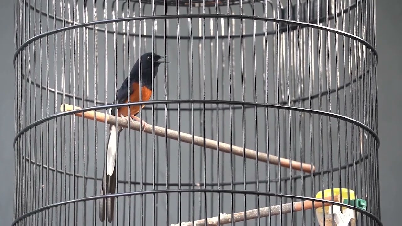 EDAN !!! ROLL TEMBAK BURUNG HUTAN INI SEPERTI MURAI CASPER - YouTube